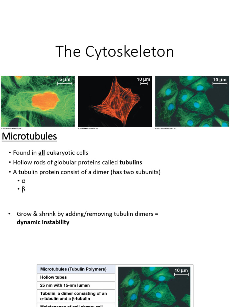 Lecture+4+ +the+cytoskeleton | PDF | Microtubule | Cell (Biology)