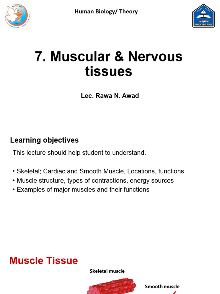 7. Muscular | PDF | Muscle | Neuron