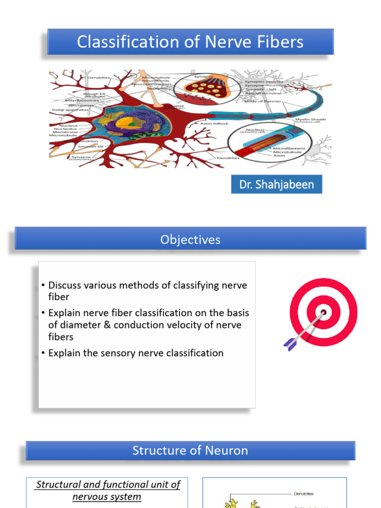 Nerve Fiber Classification 2024 | PDF | Axon | Myelin