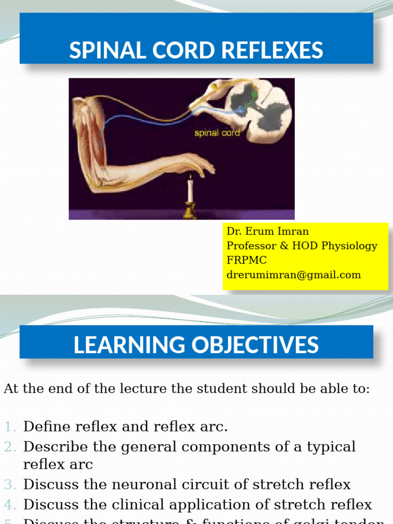 Spinal Cord Reflexes 2024 | PDF | Motor Neuron | Neuroscience