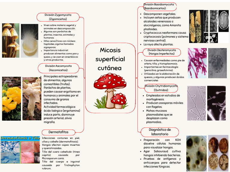 Micosis Microbiología | PDF | Hongo | Micología