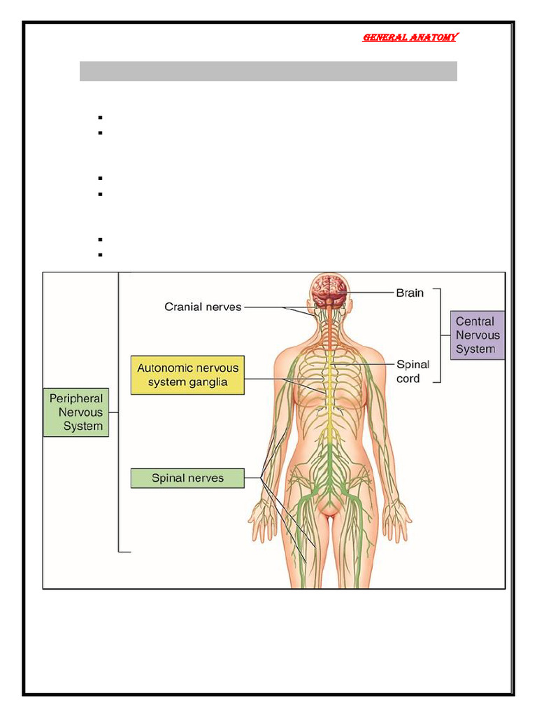 Handout. 10 - Nervous System | PDF | Central Nervous System | Spinal Cord