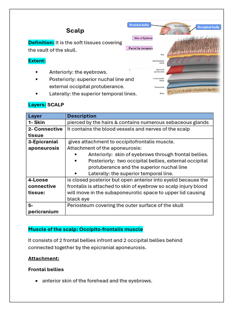 scalp | PDF | Vein | Common Carotid Artery