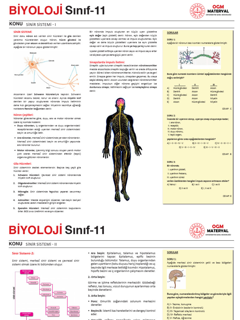 Biyo 11 Ogm Ozet | PDF