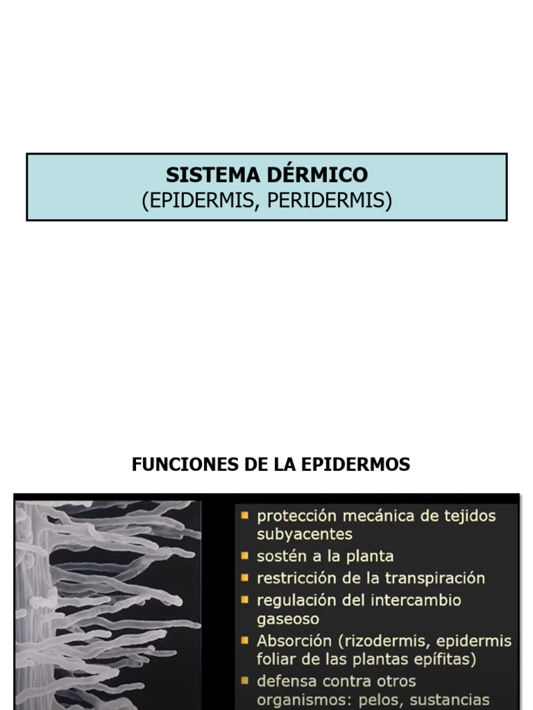 Funciones y Estructura de la Epidermis Vegetal | PDF | Estoma | Raíz