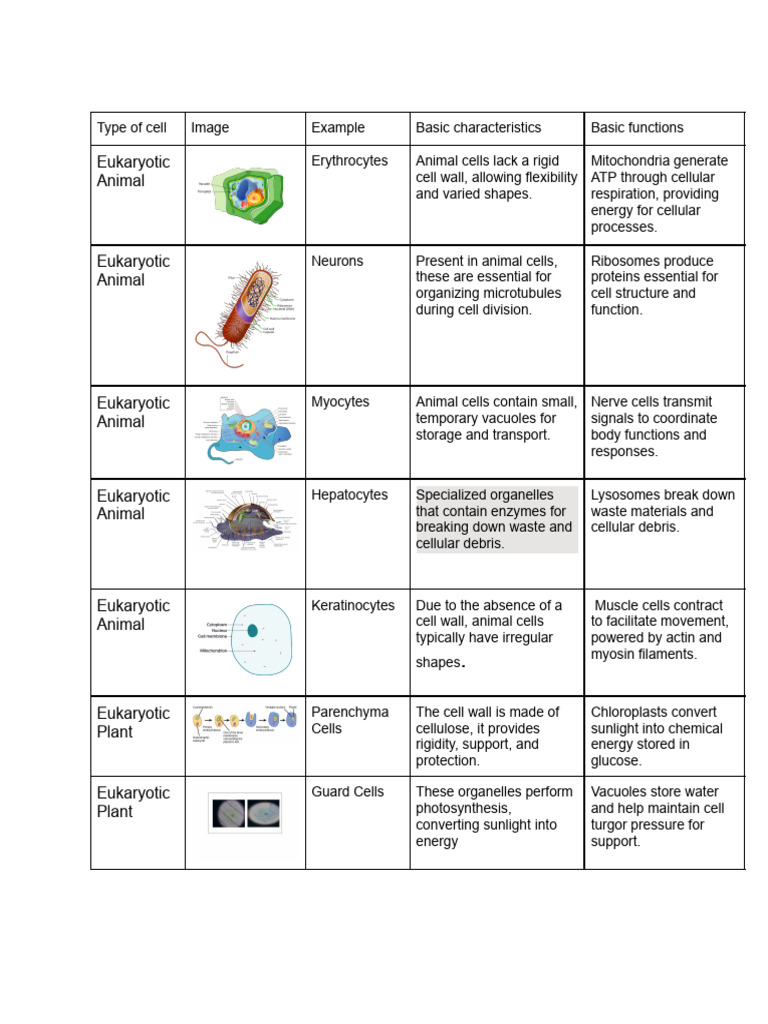 Life Science Exercise 3 | PDF | Cell (Biology) | Prokaryote
