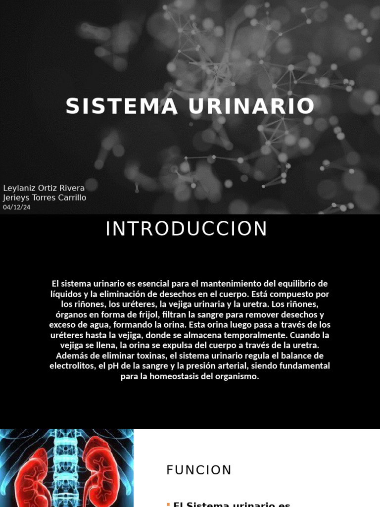 Sistema Urinario | PDF | Riñón | Sistema urinario