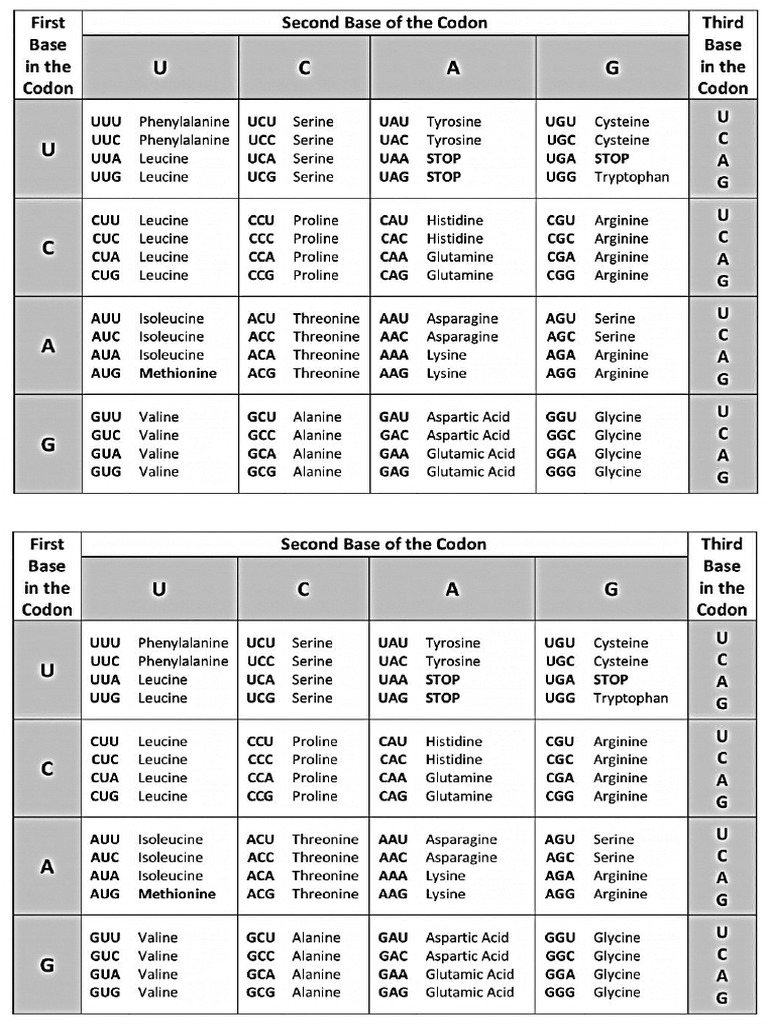 Genetic Code Table Pdf