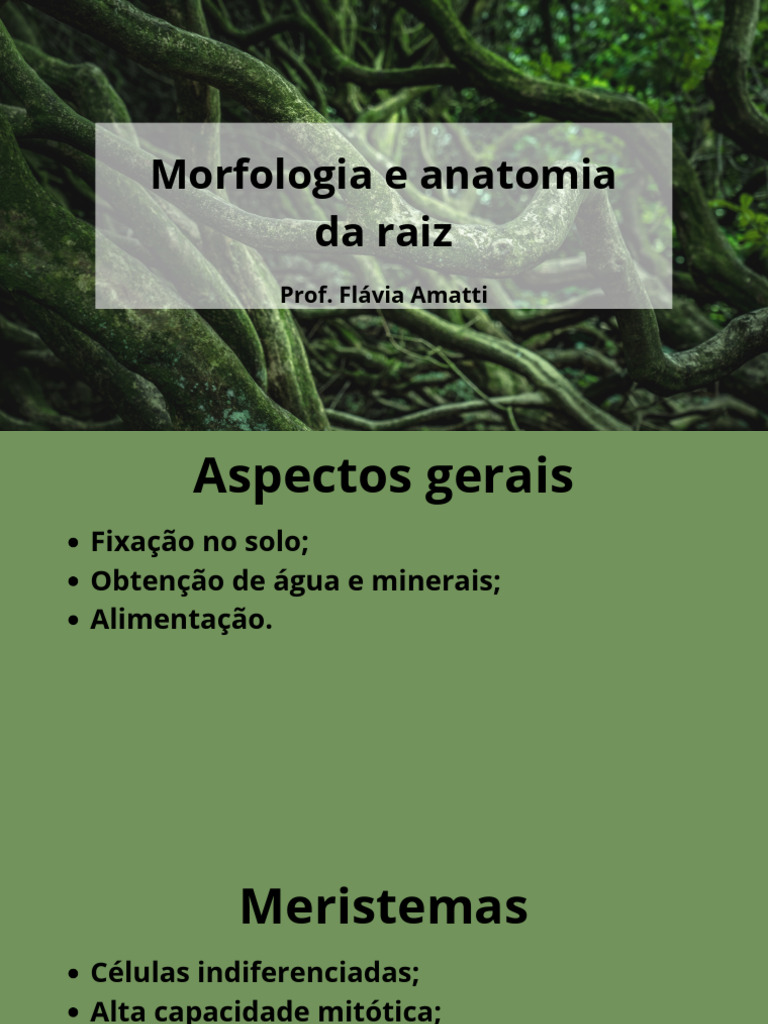 Morfologia e Anatomia da Raiz Vegetal | PDF