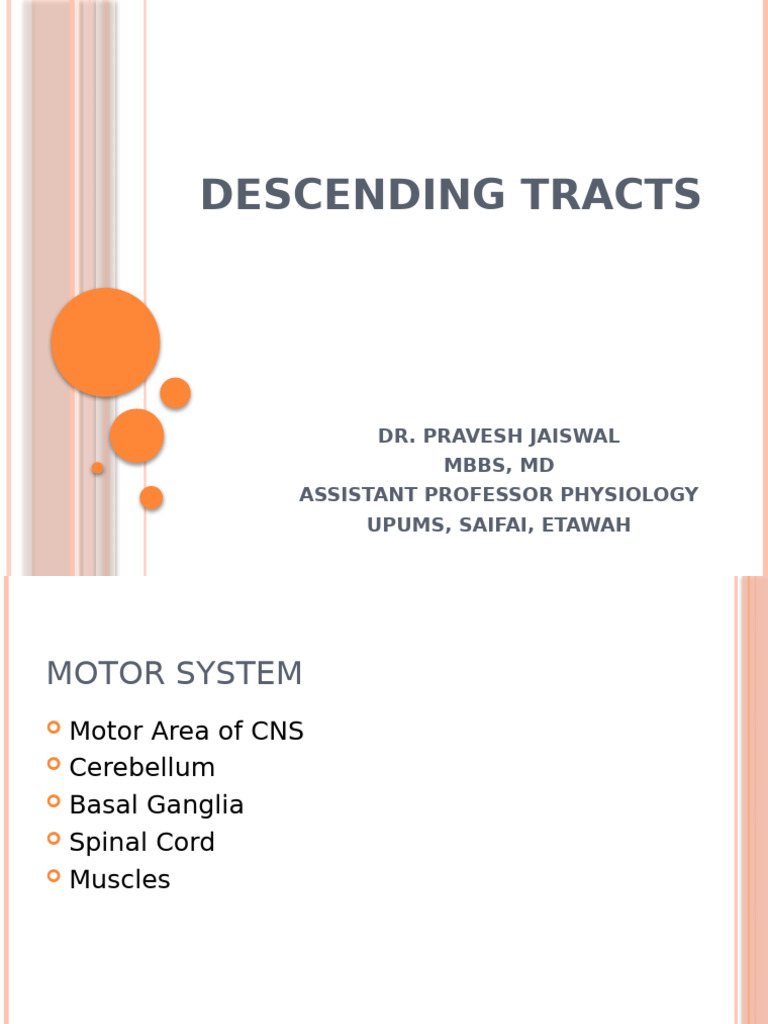 Descending Pathway Final | PDF | Motor Neuron | Spinal Cord