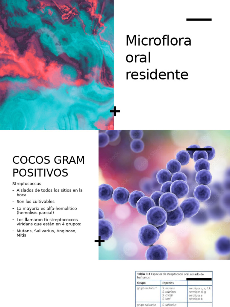 Microflora Oral: Cocos Gram Positivos y Negativos | PDF | Microbiología ...