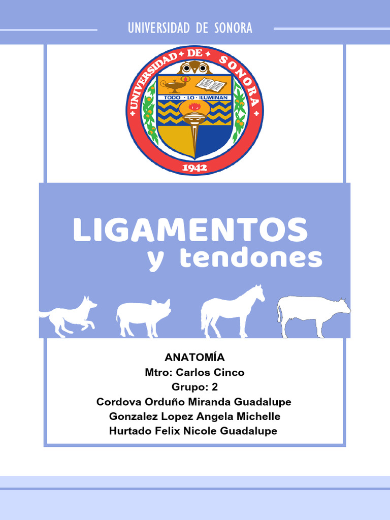 Anatomía de Ligamentos y Tendones | PDF | Codo | Pelvis