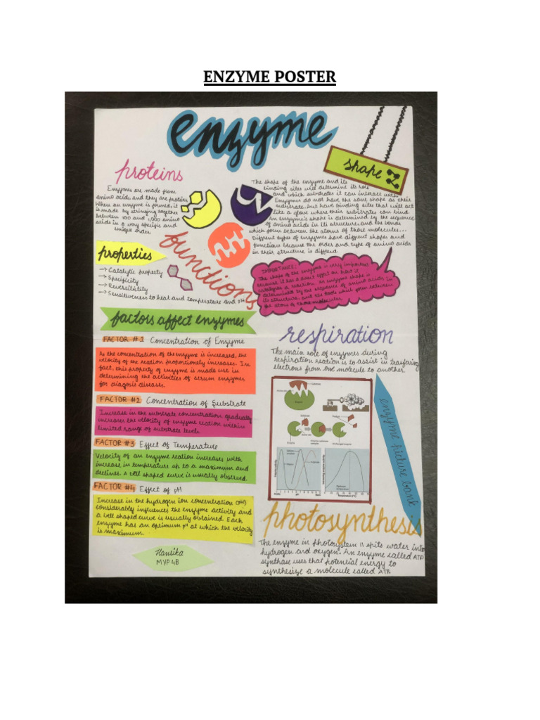 Enzyme Poster | PDF