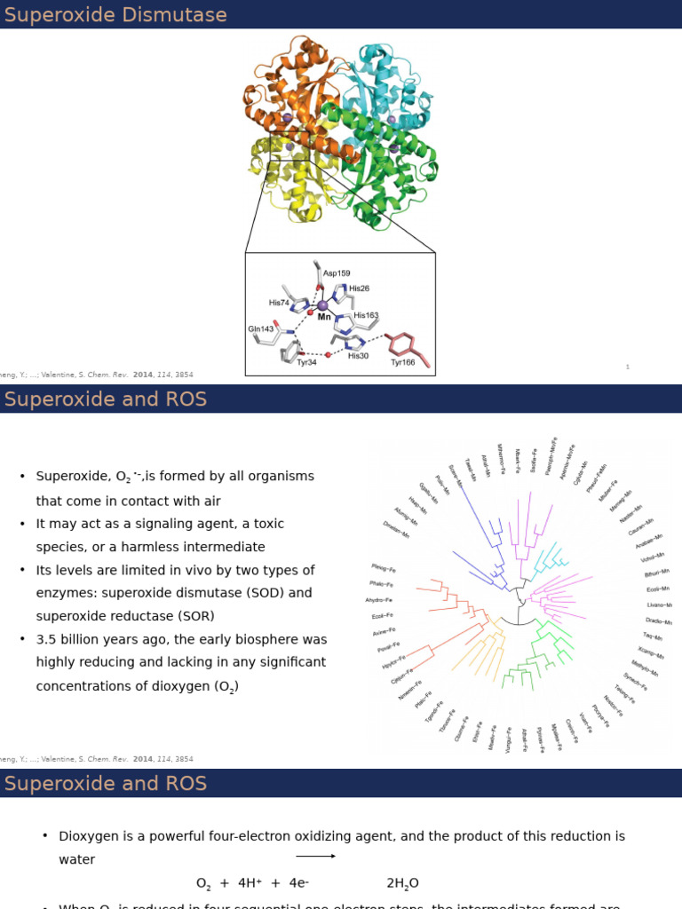 SuperoxidaDismutase All | PDF | Superoxide Dismutase | Superoxide