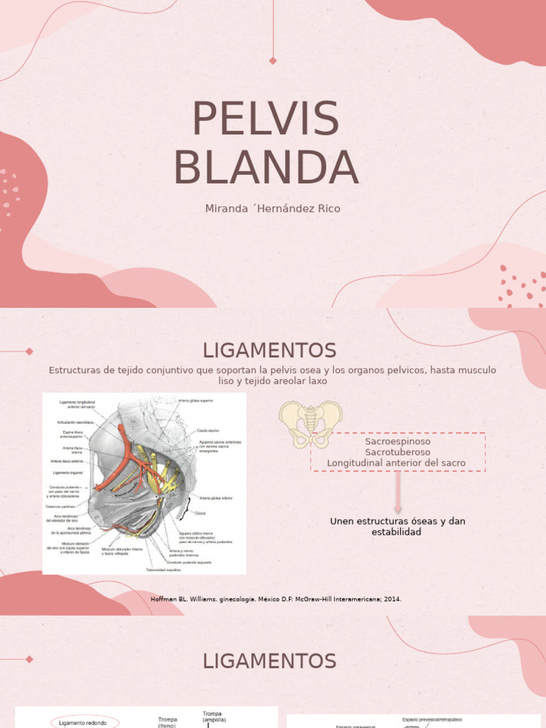Pelvis Blanda | PDF | Pelvis | Sistema musculoesquelético