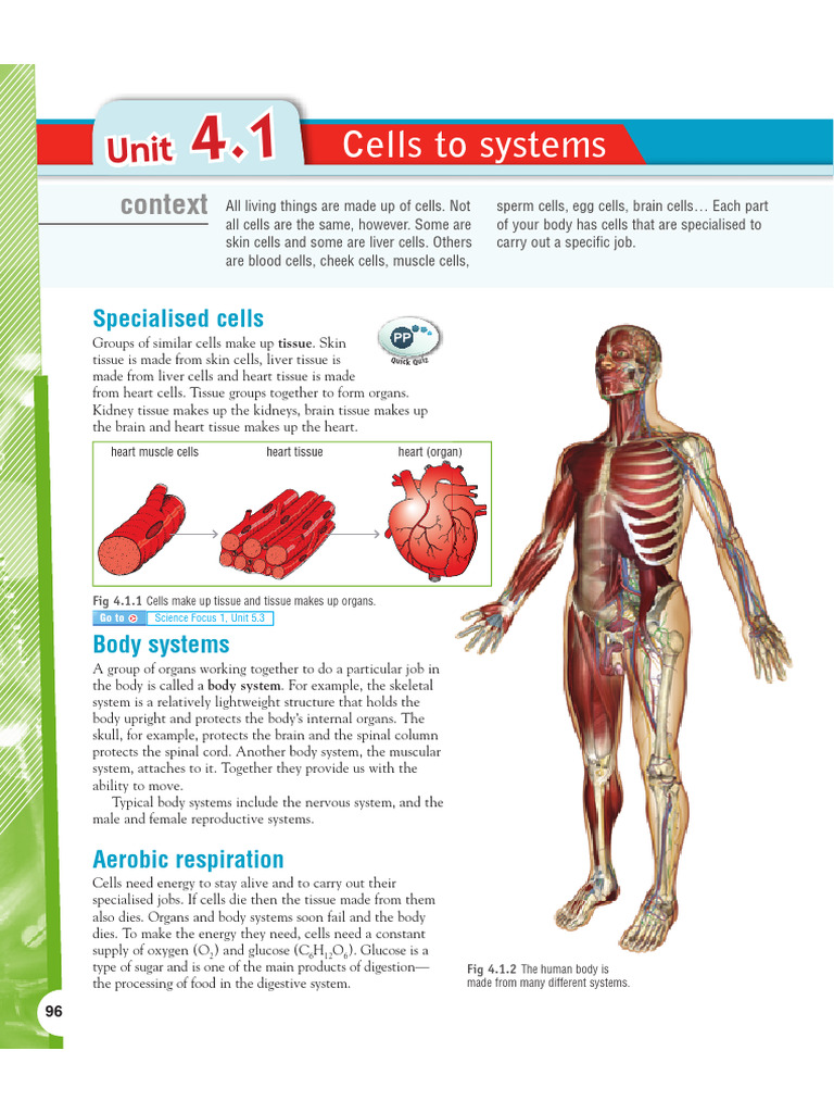 From Cells to Body Systems | PDF | Human Body | Urine