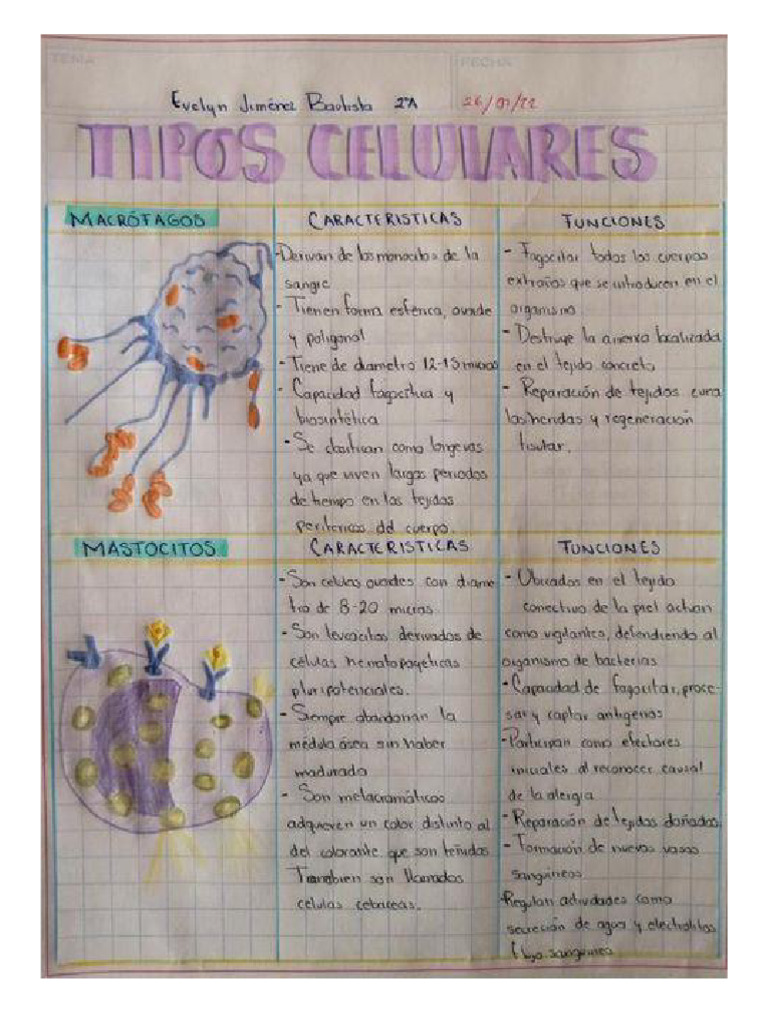 Tipos Celulares | PDF