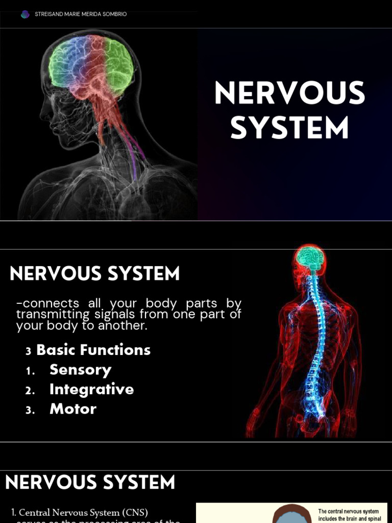 Nervous System 10 | PDF