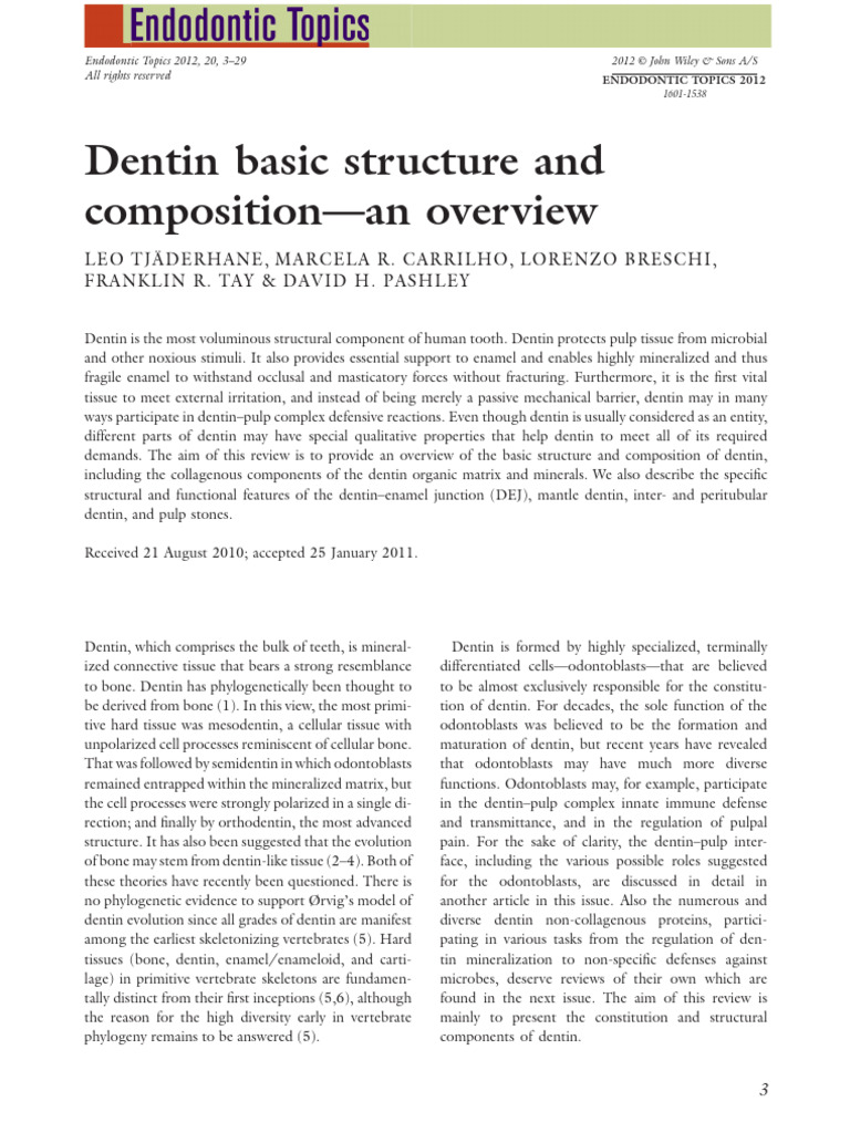 Overview of Tertiary Dentin Structure | PDF | Dentin | Tooth Enamel