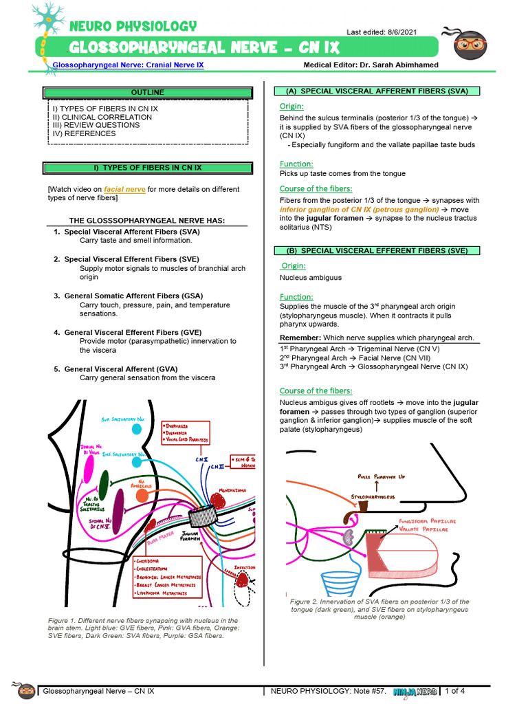 Glossopharyngeal Nerve Cranial Nerve IX Atf | PDF | Human Anatomy ...