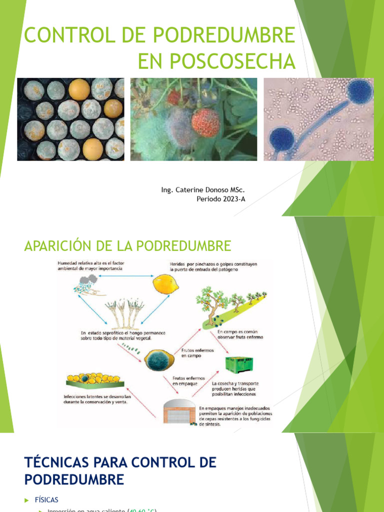 Poscosecha - CONTROL DE PODREDUMBRE | PDF | Microorganismo | Control biológico de plagas