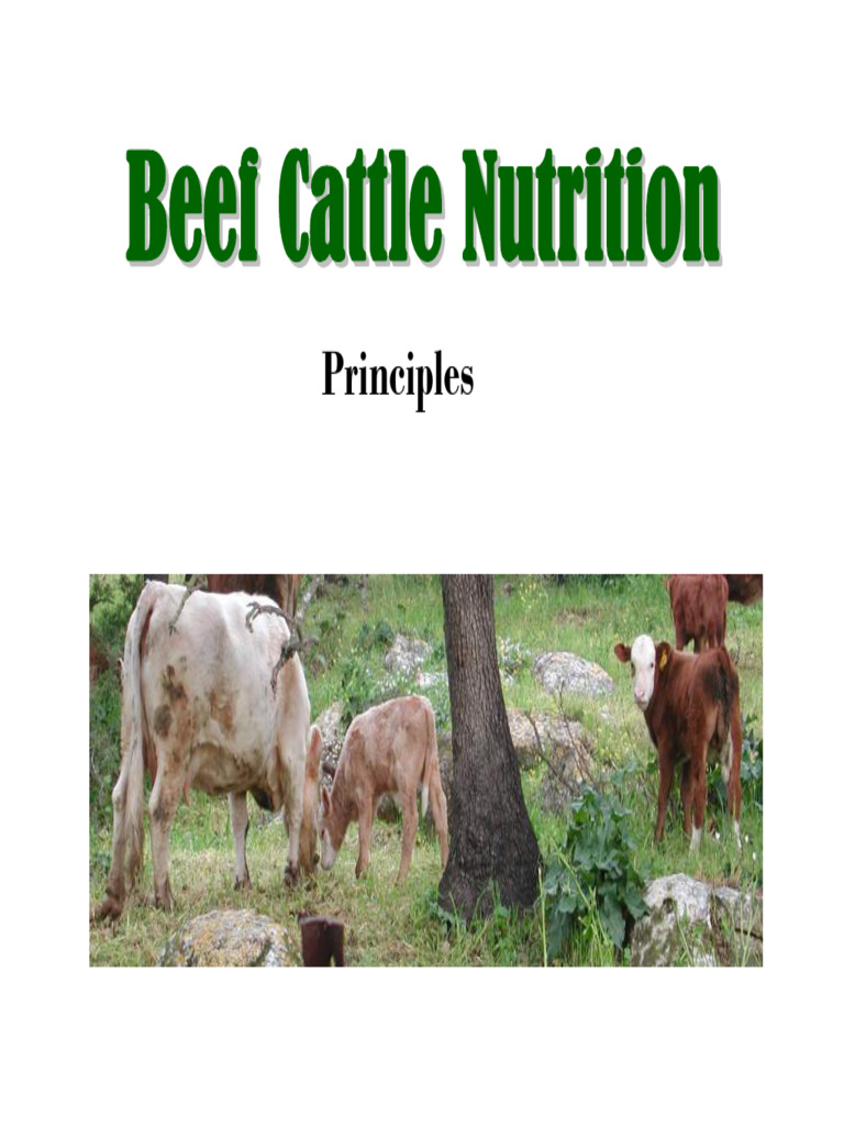 Beef Cattle Nutrition Guidelines | PDF | Cattle | Dairy Cattle