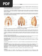 Anatomía de la Región Esternal | PDF | Sistema esquelético | Anatomía ...