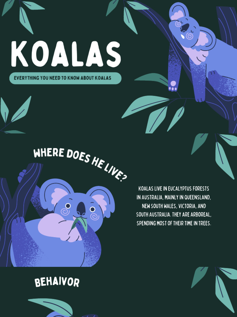 Essential Facts About Koalas | PDF | Koala