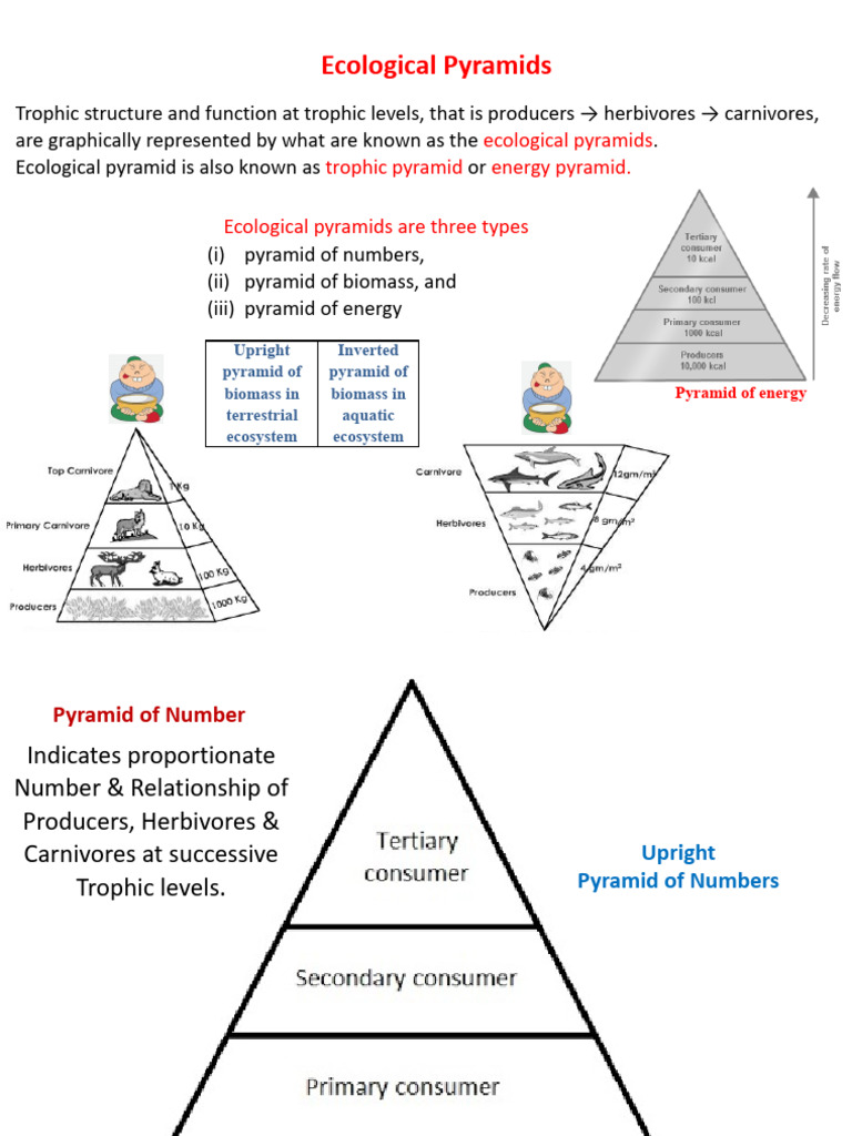 Understanding Ecological Pyramids | PDF