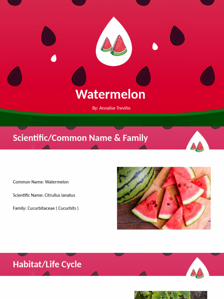 POW, Watermelon | PDF