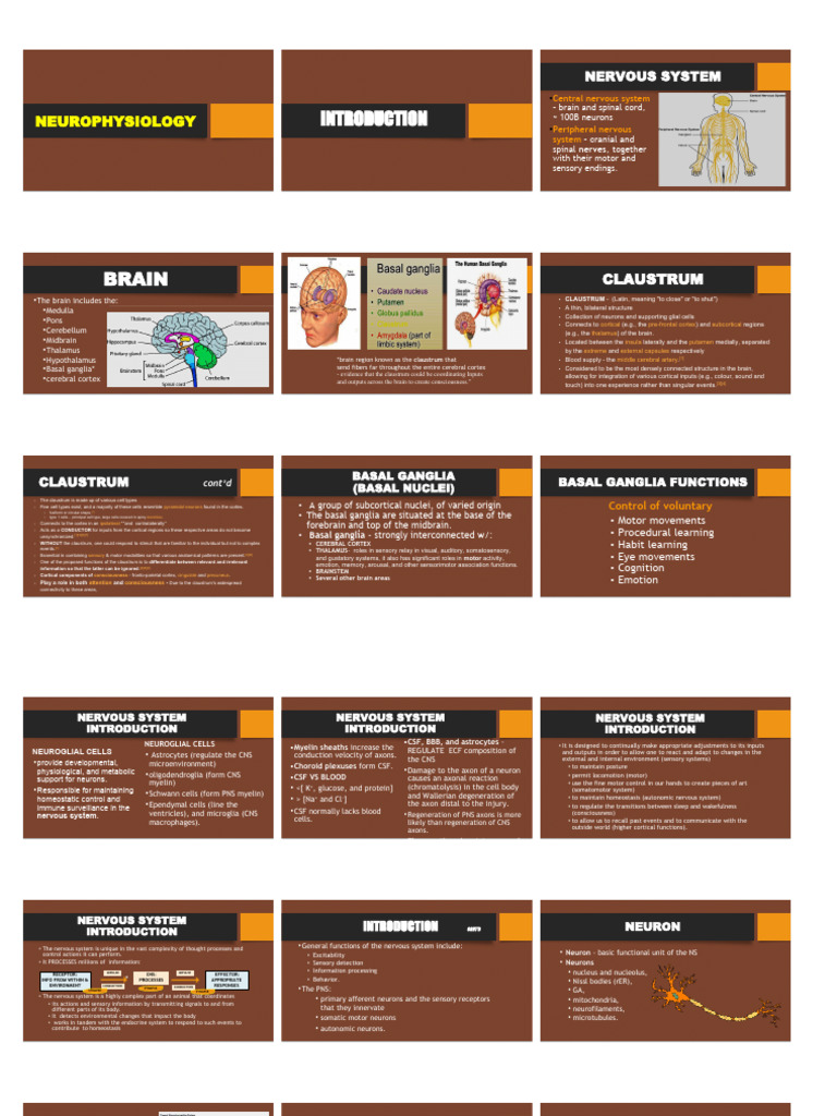 NS-Intro-Reflexes | PDF | Nervous System | Cerebral Cortex