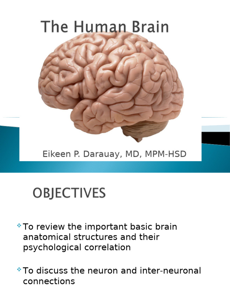 1.-The-Human-Brain. | PDF | Neuron | Axon