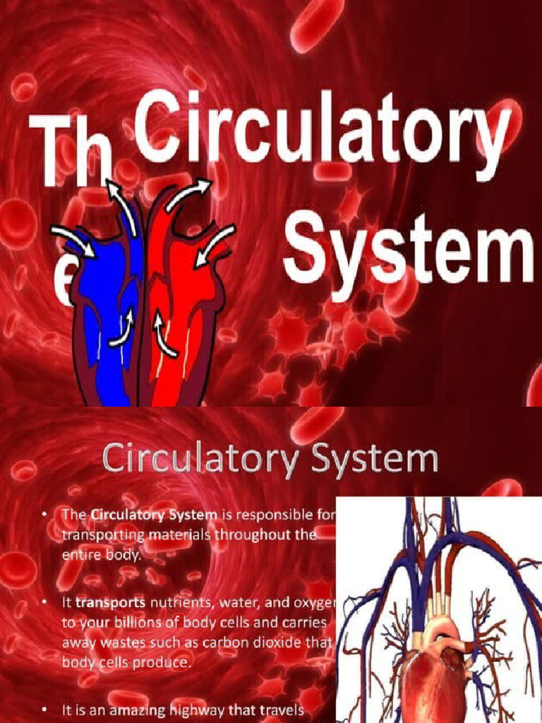 Circulatory System - General | PDF