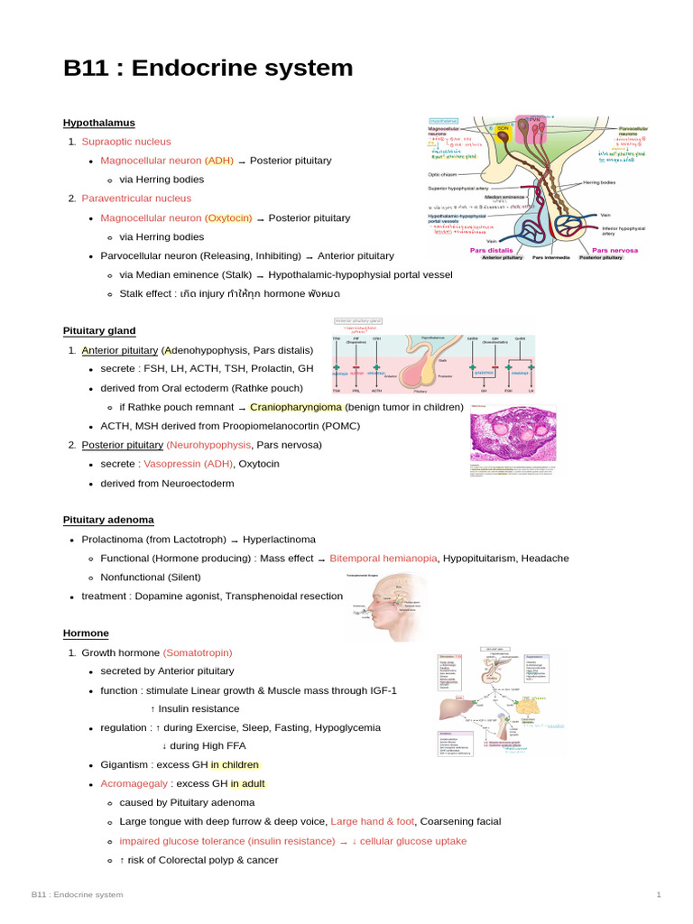 ? B11 - Endocrine system | PDF | Thyroid | Adrenal Gland