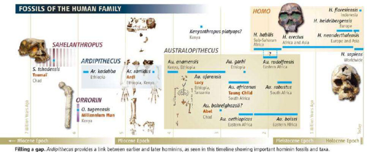 Ardi y Homínidos Infografía | PDF