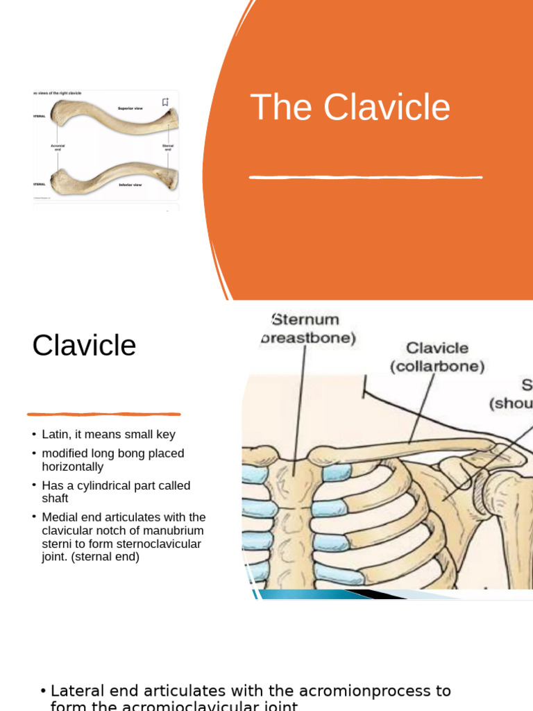 Anatomy and Ossification of the Clavicle | PDF