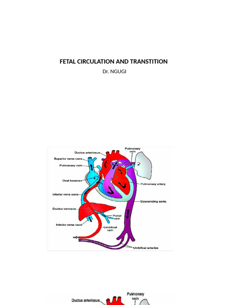 FETAL CIRCULATION AND TRANSTITION | PDF | Circulatory System | Angiology