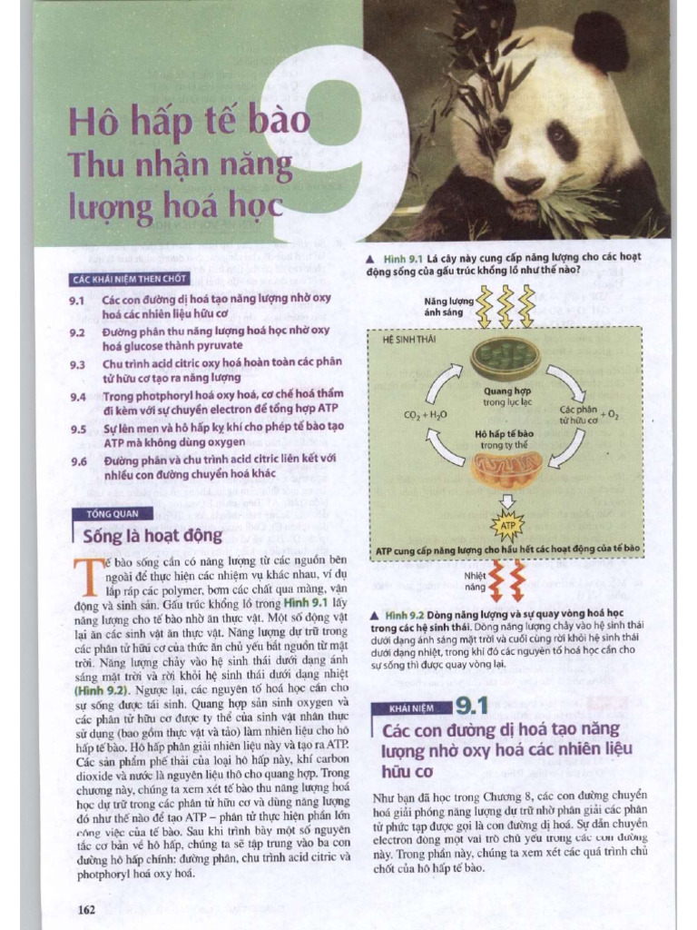 Campbel Chuong 9 - Ho Hap Te Bao Va Thu Nhan Nang Luong-Tron Bo | PDF