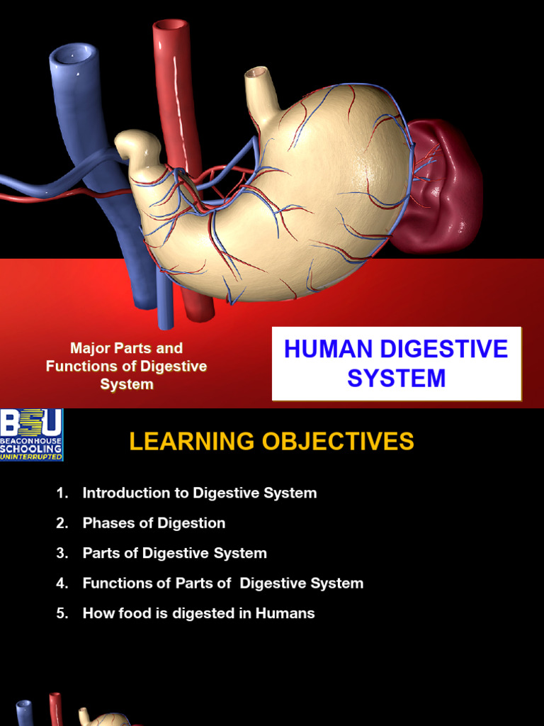 Digestive System Overview | PDF | Digestion | Human Digestive System