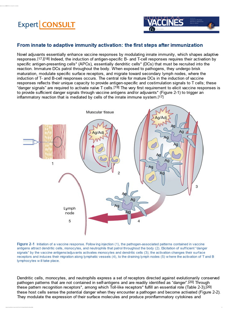 13.02 - From Innate To Adaptive Immunity Activation - The First Steps ...