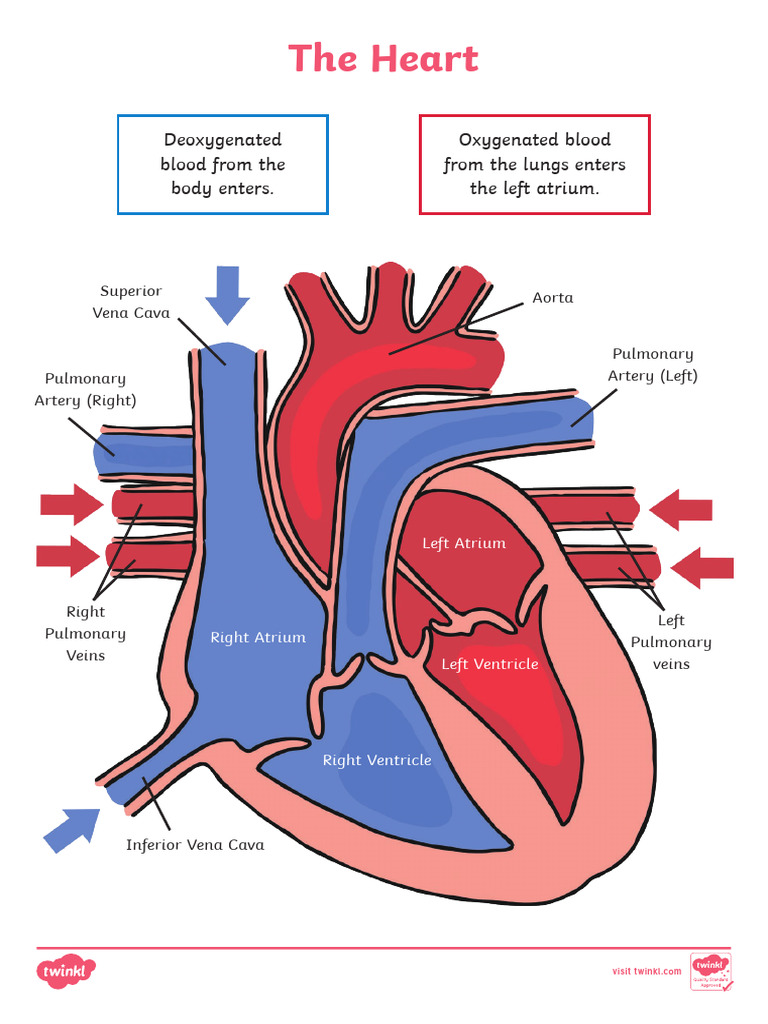 Simple Heart Diagram Labelling Activity Ver 4 | PDF