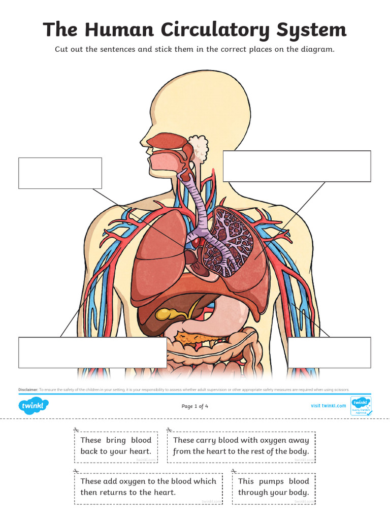Circulatory System Activity for Kids | PDF | Heart | Lung