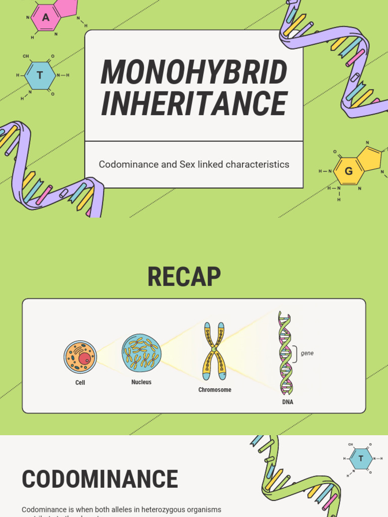 Monohybrid Inheritance PDF | PDF | Dominance (Genetics) | Allele