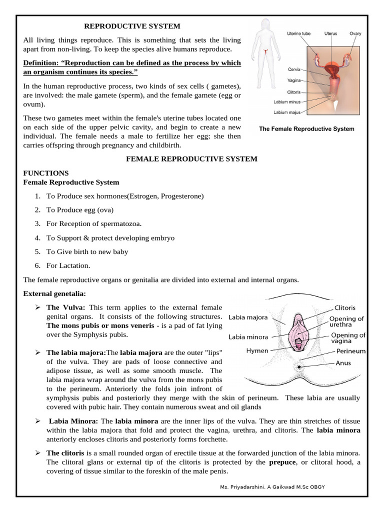 Overview of the Female Reproductive System | PDF | Ovary | Uterus