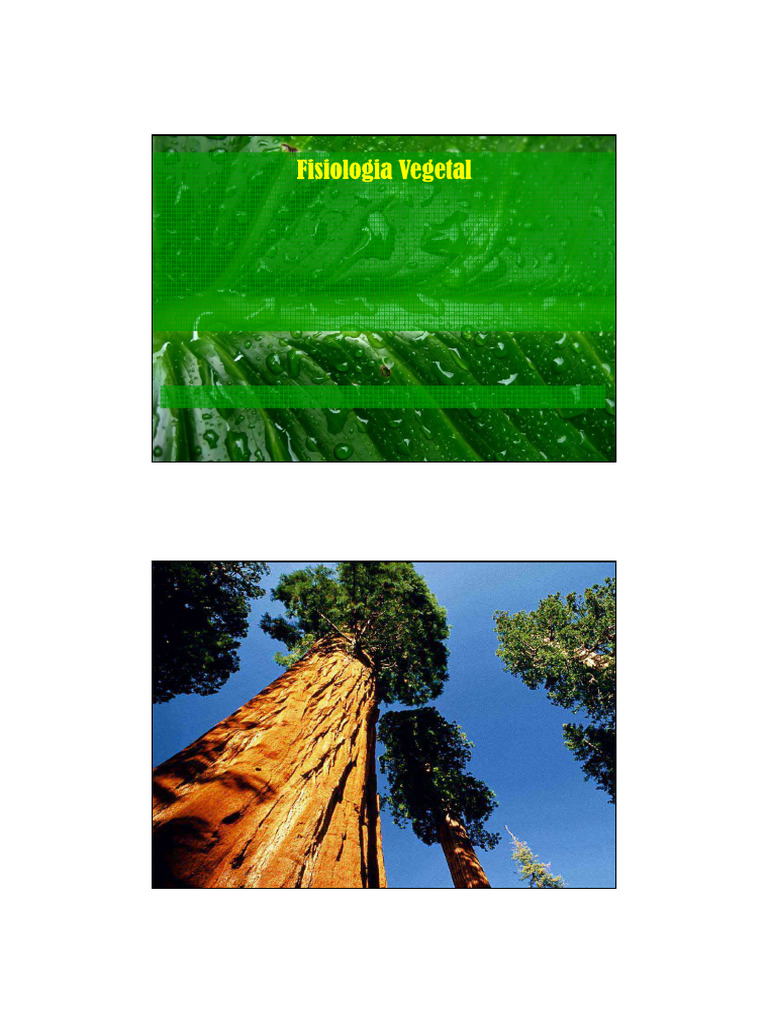 Fisio Vegetal T4 | PDF