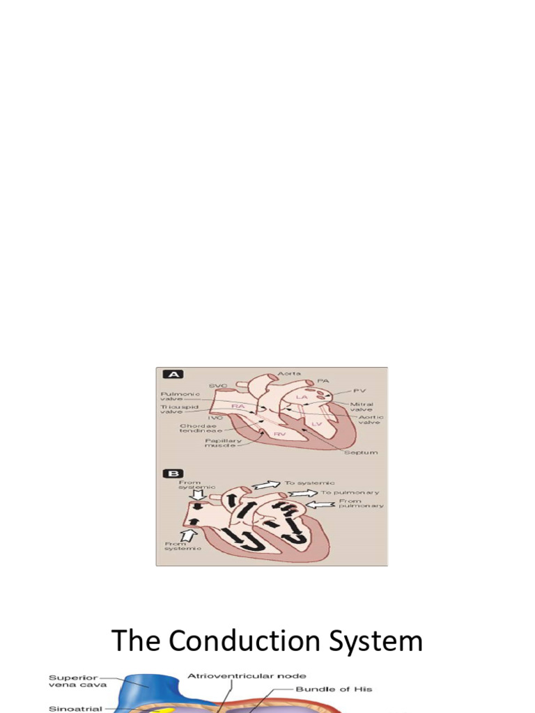 Hemodynamics & Electrophysiology of Heart | PDF