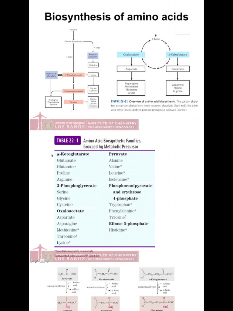 Biosynthesis of Amino Acids | PDF