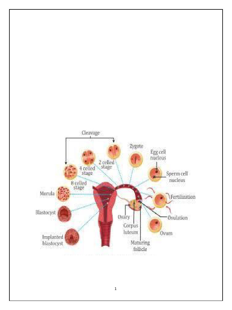 Human Embryonic Development Overview | PDF | Embryo | Fetus