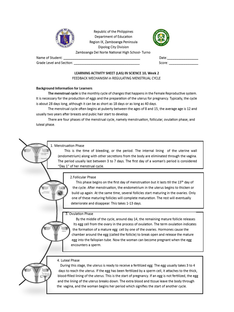 Progesterone's Role in Menstrual Cycle | PDF | Menstrual Cycle | Ovary