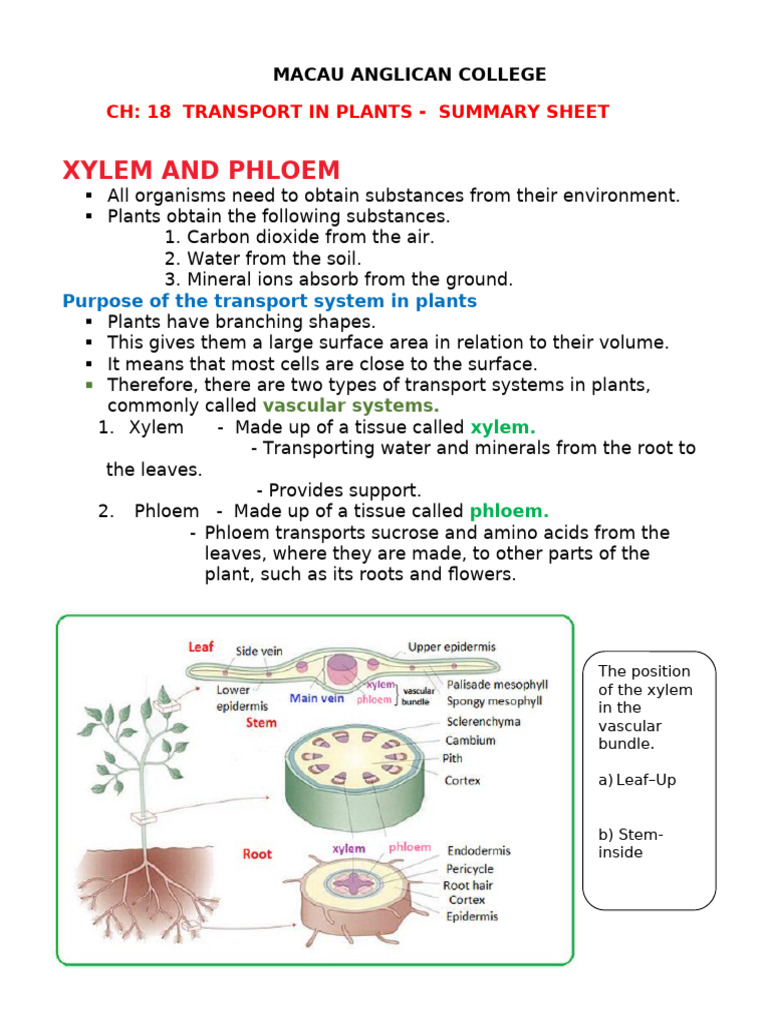 Iep CH 8 Trasport in Plants | PDF | Stoma | Plant Stem